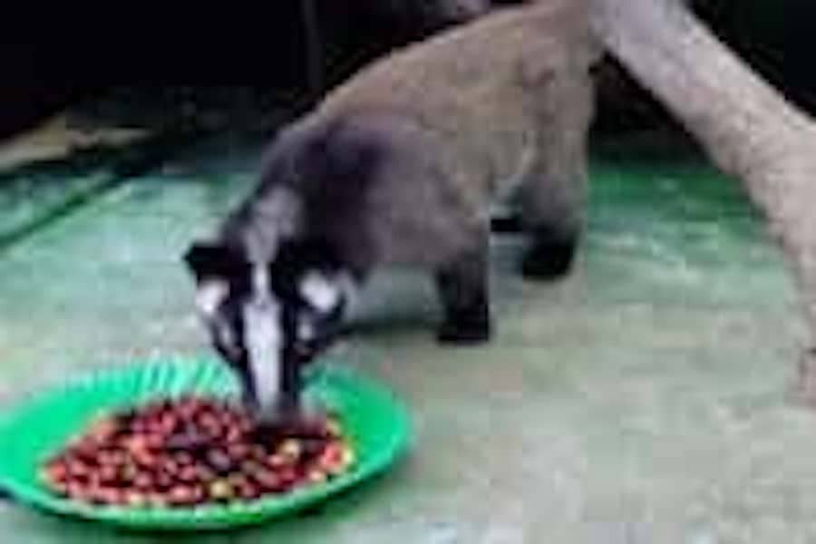 $2 million weasel coffee farm in Da Lat